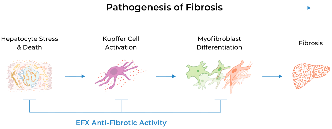 Akero Therapeutics | EFX for MASH | Fc-FGF21 Fusion Protein